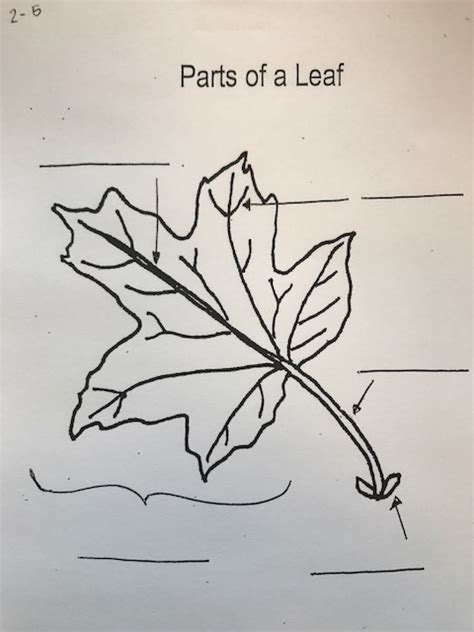 Parts Of A Leaf Diagram Quizlet