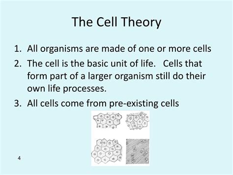 PPT CP BIO Chapter Cell Structure And Function PowerPoint Presentation ID