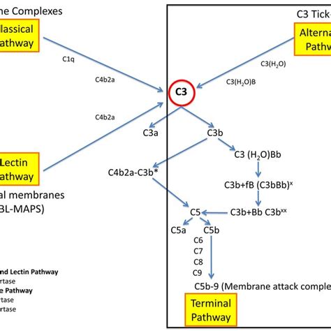 complement system pathways download scientific diagram