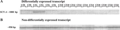 Differential Display Images Showing A The Differentially Expressed Download Scientific