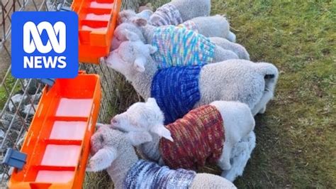 Raising Lambs Takes On New Directions As Farmers Work Hard To Keep Mum