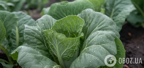 Що зробити щоб у капусті не було дірок чим обробити Oboz Ua