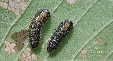 Elm Leaf Beetle Endoterapia Vegetal