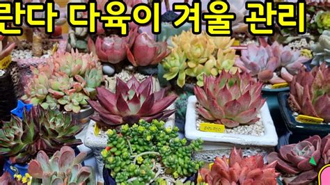 베란다 다육이 키우기 겨울나기💥여름보다 수월해요🌀묵을수록 파스텔톤 😄 Youtube 베란다 다육이 키우기 겨울나기💥여름보다 수월해요🌀묵을수록 파스텔톤 😄 Youtube