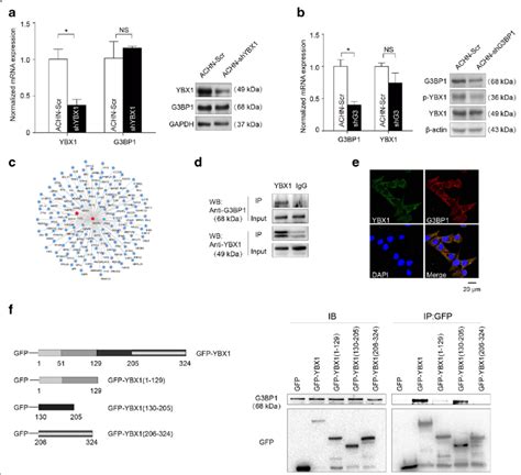 the interaction between ybx1 and g3bp1 in rcc a left panels ybx1