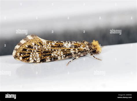 Triaxomera Parasitella Is A Species Of Tineoid Moth It Belongs To The