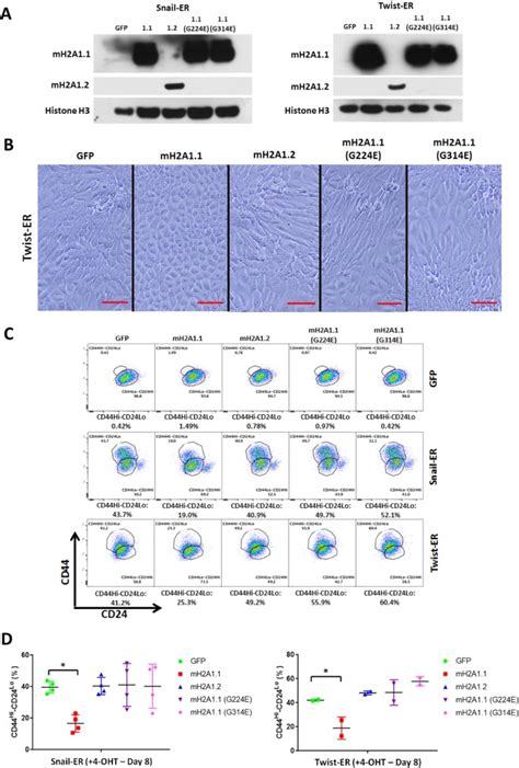 Histone Variant Macroh2a1 Plays An Isoform Specific Role In Suppressing Epithelial Mesenchymal