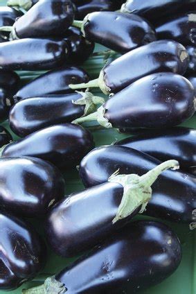 Difference Between Male Female Eggplant With Pictures EHow