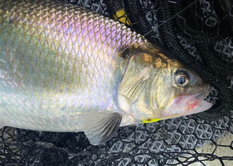 How To Catch Shad A Beginners Guide Outdoor Life