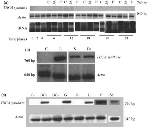 Expression Of Thca Synthase In Panel A Thca Synthase And Actin Download Scientific Diagram