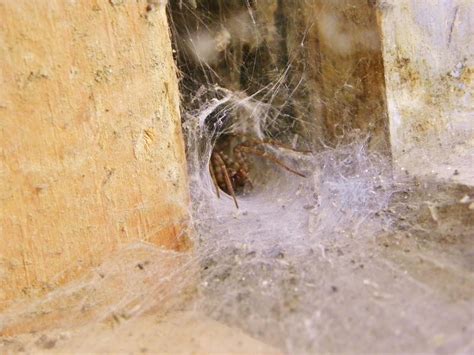 House Spider Web