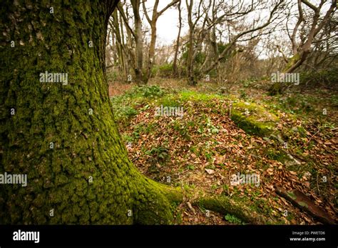 Closeup Of A Large Tree Trunk Covered In Moss Stock Photo Alamy