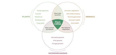 About Plant Mirna Mirnagreen