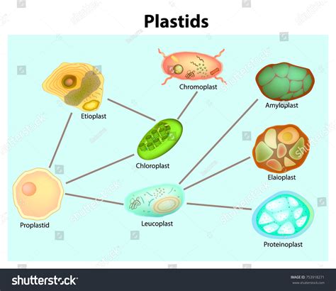 Leucoplast