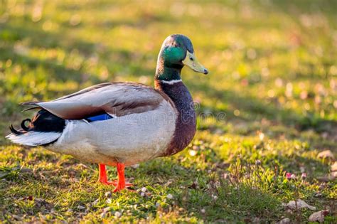 Male Mallard Duck Standing On Grass At Sunset Anas Platyrhynchos Stock