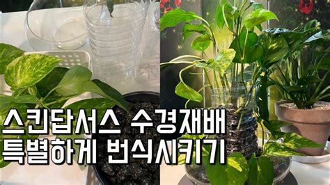 공기정화식물 스킨답서스 수경재배로 특별하게 번식시키기 맥반석 페트병을 이용한 3단 꾸미기 엄마와 딸 다육tv Youtube