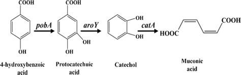 Biosynthetic Pathway For Muconic Acid Sengupta Et Al 2015a Poba