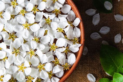 The World Of Jasmine Flower Types Cultivation And Symbolism LÖv
