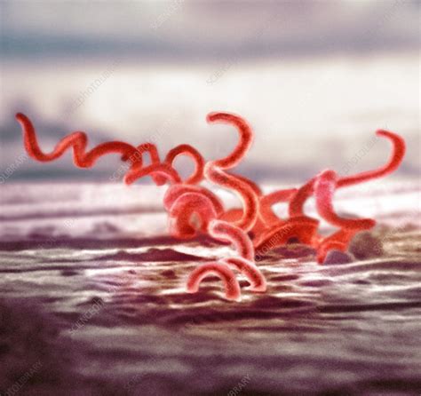 Syphilis Bacteria Sem Stock Image C0225622 Science Photo Library