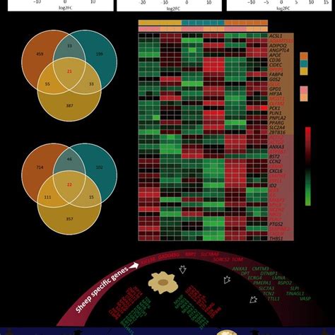 Transcriptome Profiling Of Human Mouse And Sheep Adscs And Progenitor
