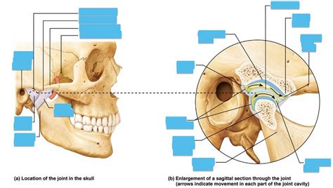 Diagram Of Tmj Joint Quizlet