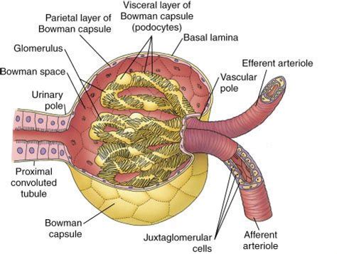 Glomerular Capsule Podocyte