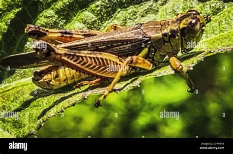 A Grasshopper Taking It Easy Resting Gently On A Green Leaf In The