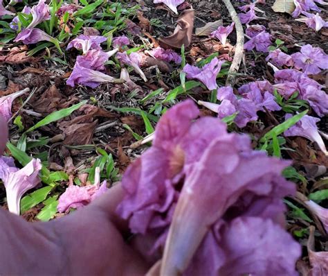 Blooming Tecoma Flowers Attract Netizens Sarawak Tribune