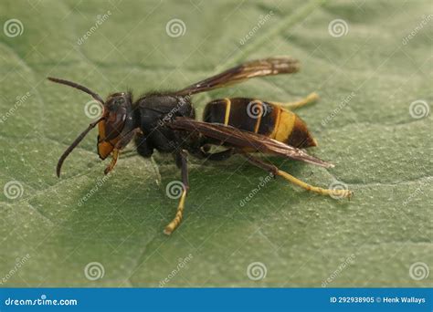 Invasive Asian Clam Corbicula Fluminea Stock Image 269665243