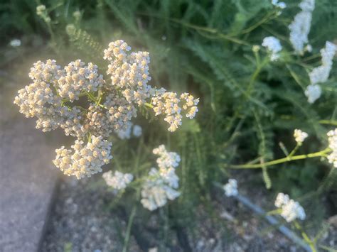Yarrow Tincture A Natural First Aid Remedy — Sues Salves