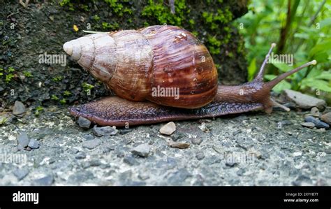 A Large African Giant Snail Achatina Fulica Is Slowly Moving Across A