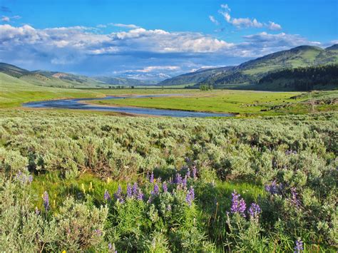 Four Days In Yellowstones Lamar Valley A Yellowstone Life