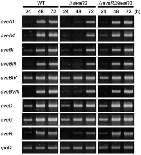 Gene Expression Analysis By Rt Pcr Of Avermectin Biosynthetic Genes In Download Scientific