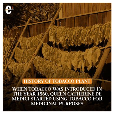 History Of Tobacco Plant