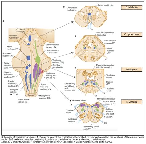 Neurologic Examination In Adult Recapem