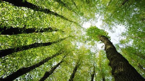 implementing a decision tree using c5 0 algorithm in r datafloq