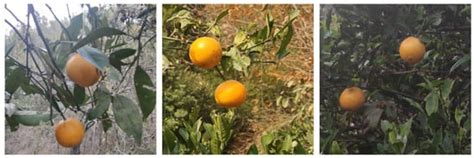 Agronomy Free Full Text Improved Yolov7 Tiny Complex Environment