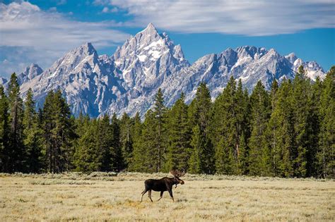 The Top 6 Best Places To See Wildlife In Yellowstone National Park A