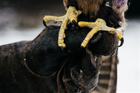 Close Up Of Falcon Leg Balancing Photograph By Adam Kokot Fine Art America