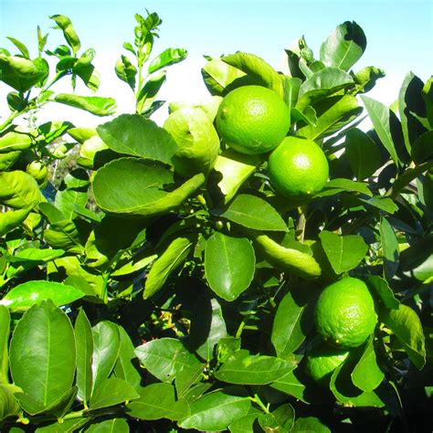 Bearss Lime Tree
