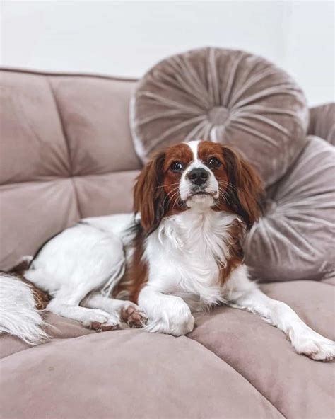 36 Cutest Cavalier King Charles Spaniel Mixes With Pictures