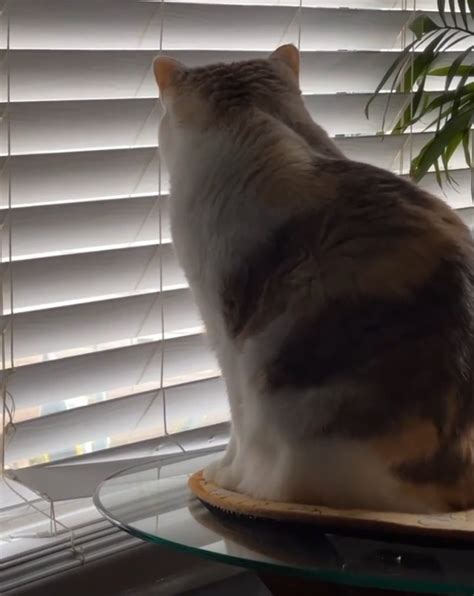 Cat 47 🐌 On Twitter I Am Numb