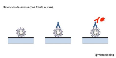 Coronavirus Los 3 Test Que Juntos Nos Ayudarán A Controlar La Pandemia