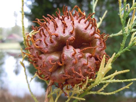 Ncsu Pdic Be On The Lookout For Cedar Apple Rust