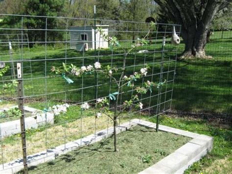 10 Best Trellis Fruit Trees Images On Pinterest Vegetable Garden Fruit Garden And Gardening