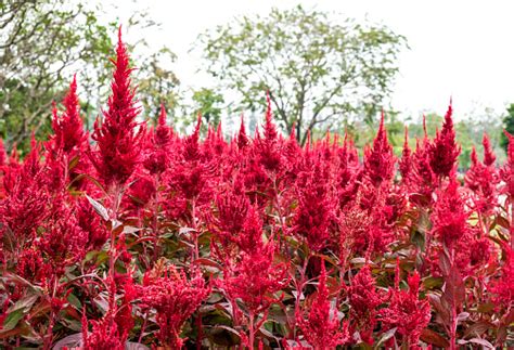 Bunga Argentea Celosia Di Kebun Foto Stok Unduh Gambar Sekarang Alam Amaranthaceae