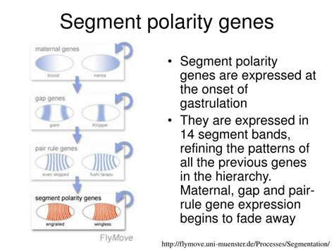 Ppt Announcements Powerpoint Presentation Free Download Id 454651
