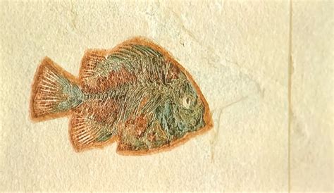 Fish Fossil Tile Fish Fossil House Rooms Tiles