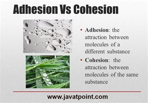 Adhesion Vs Cohesion Venn Diagram Difference Between Adhesio