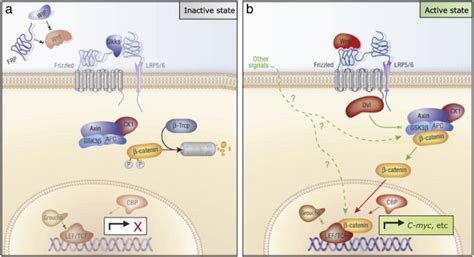 Schematic Representation Of The Wntβ Catenin Signalling Pathway A
